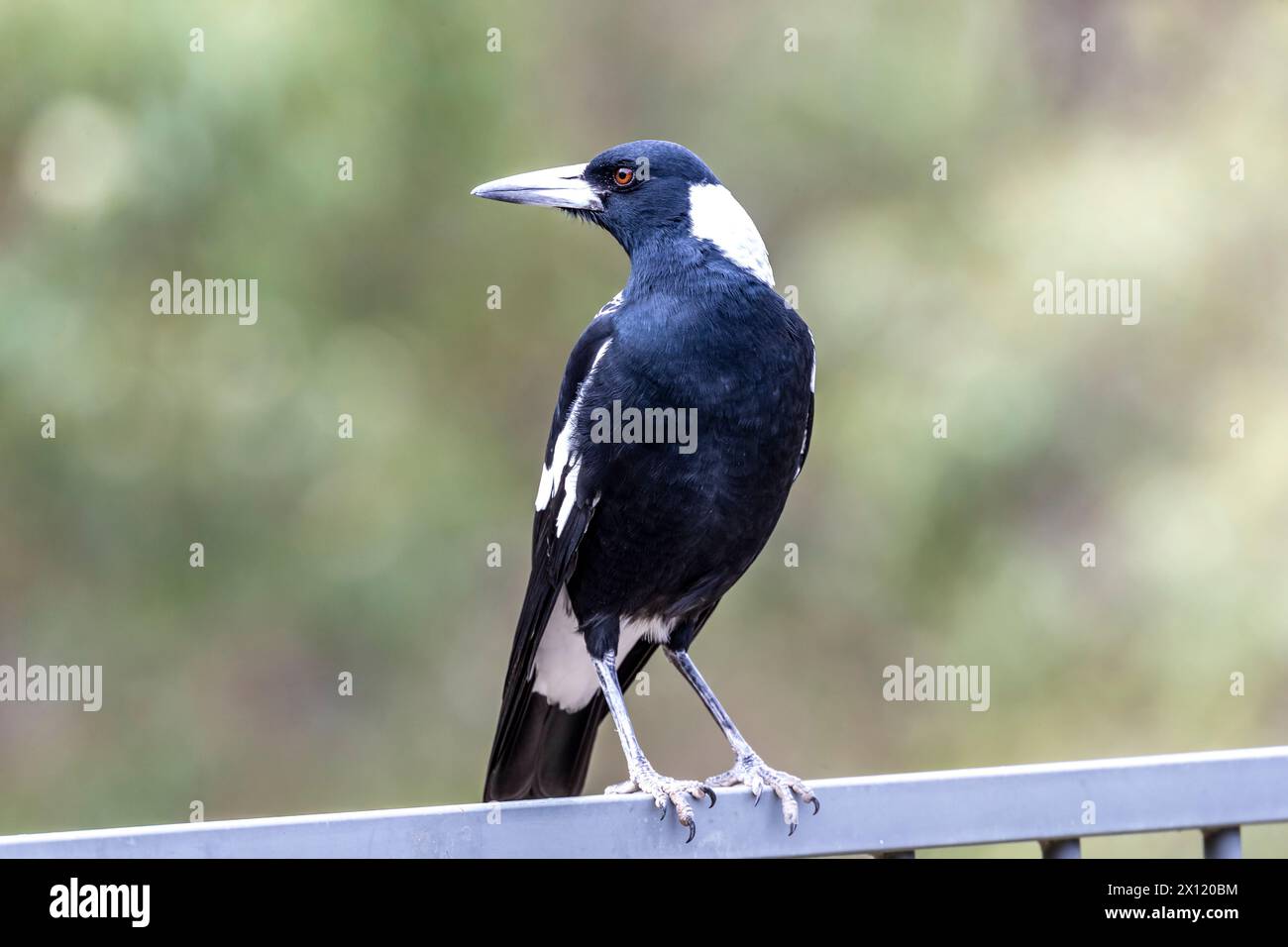 Australian magpie (Gymnorhina tibicen) taken at Bickley in the Perth ...