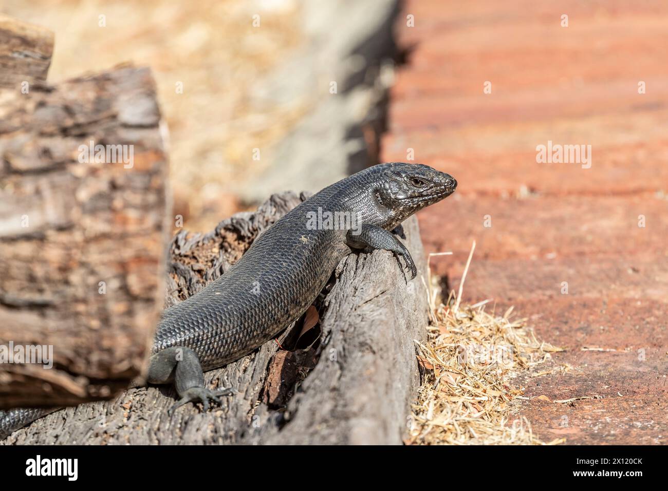 King's skink (Egernia kingii) a species of skink, a lizard in the ...