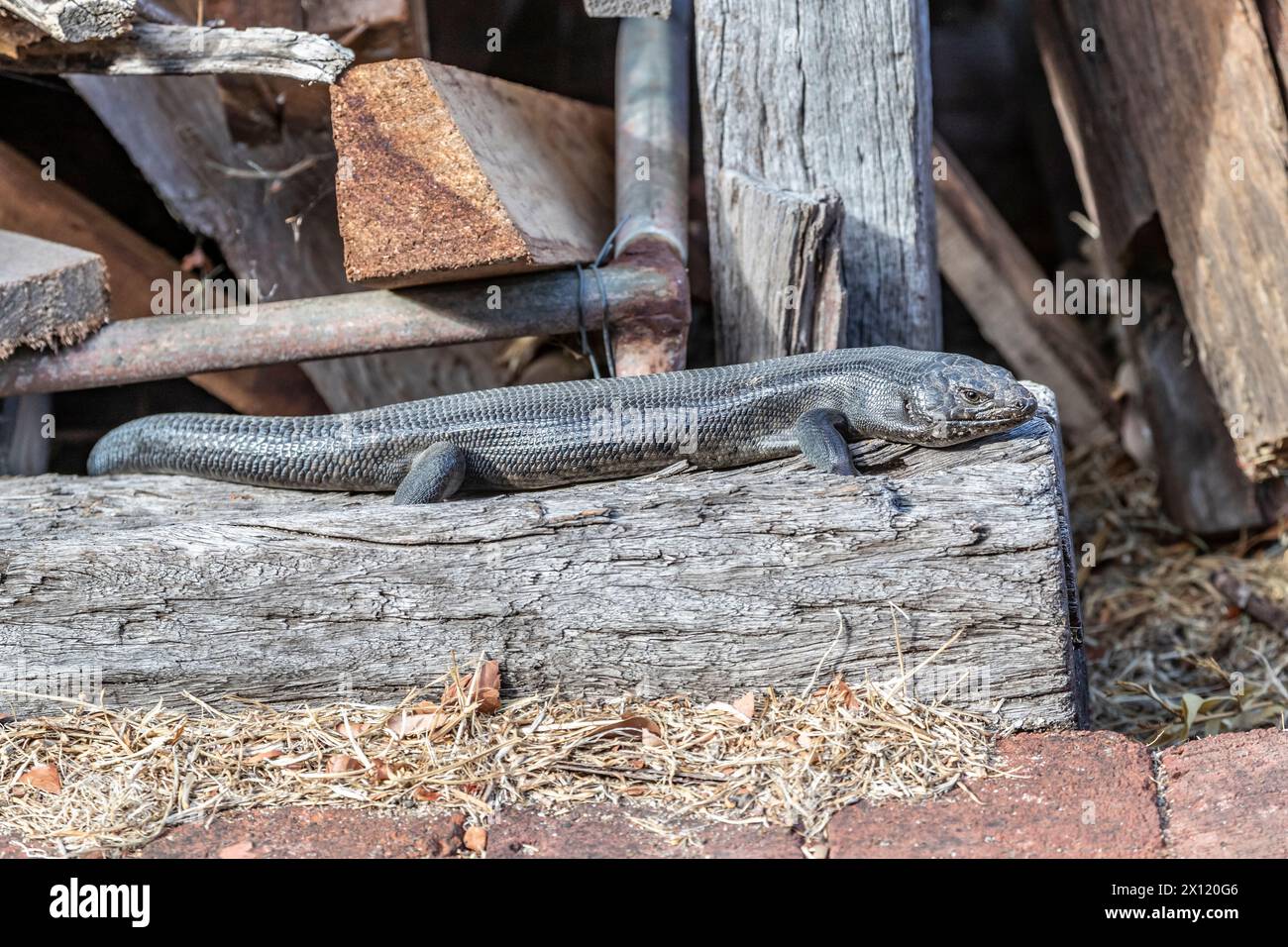 King's skink (Egernia kingii) a species of skink, a lizard in the ...