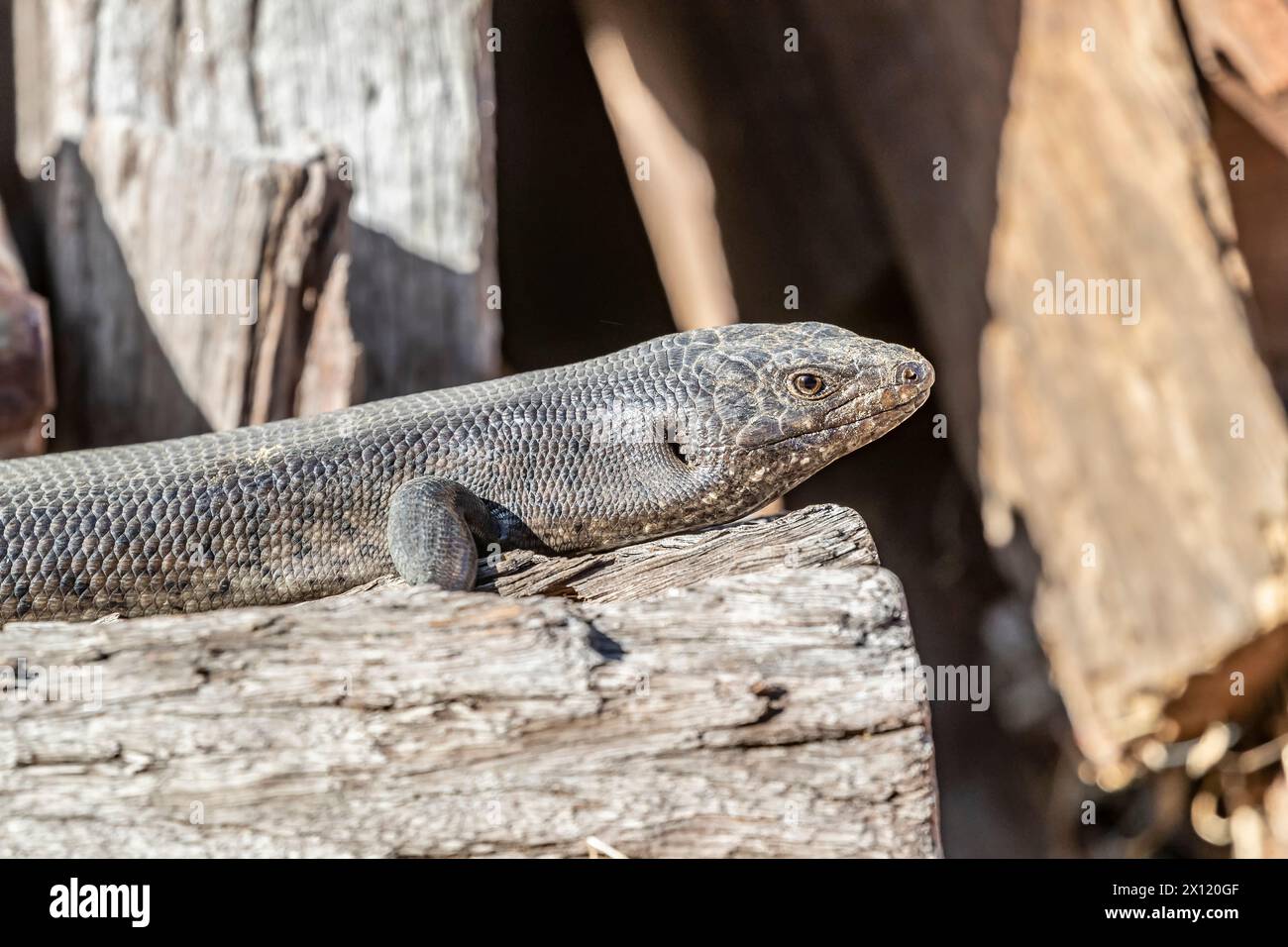 King's skink (Egernia kingii) a species of skink, a lizard in the ...