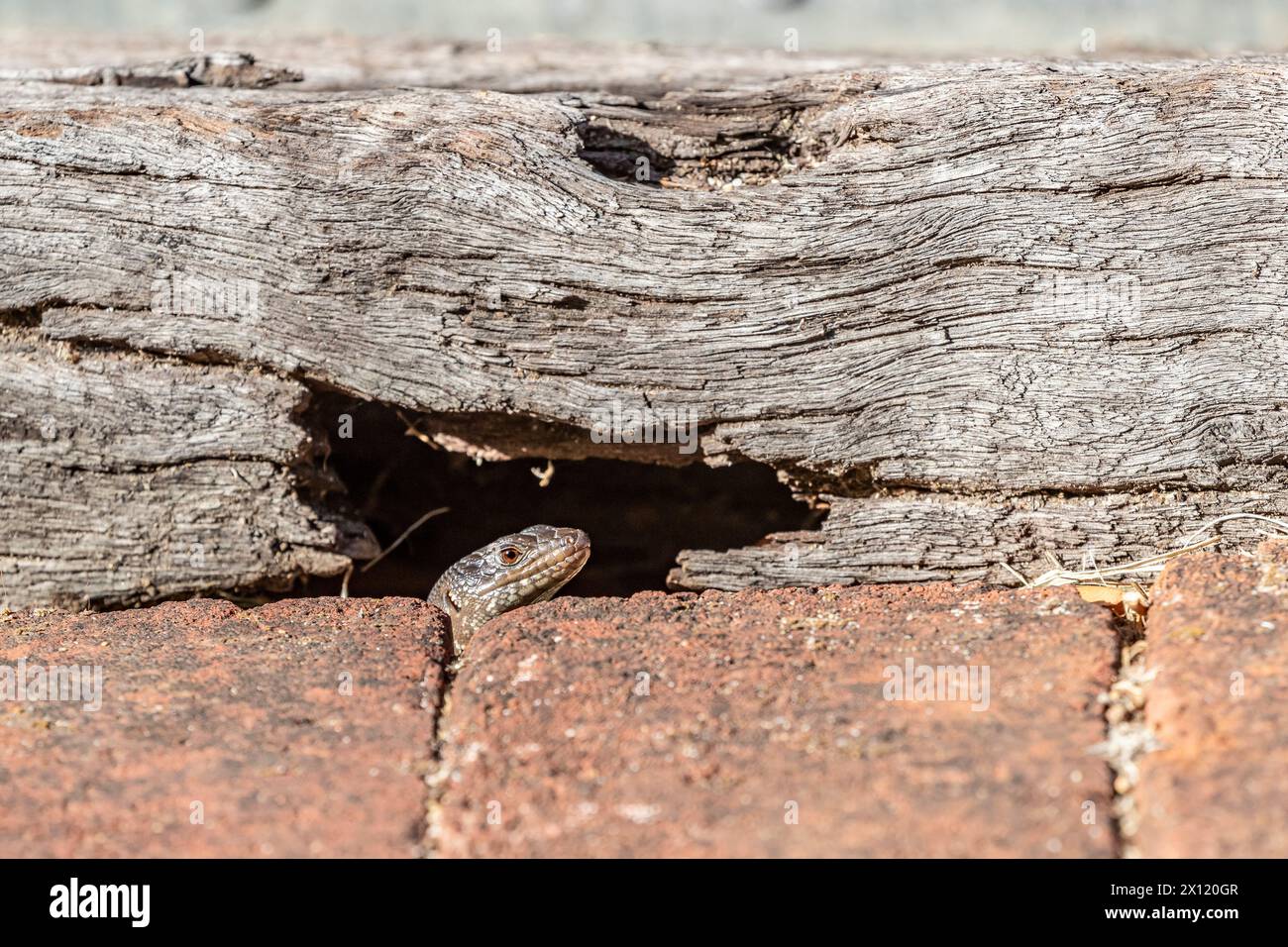 King's skink (Egernia kingii) a species of skink, a lizard in the ...
