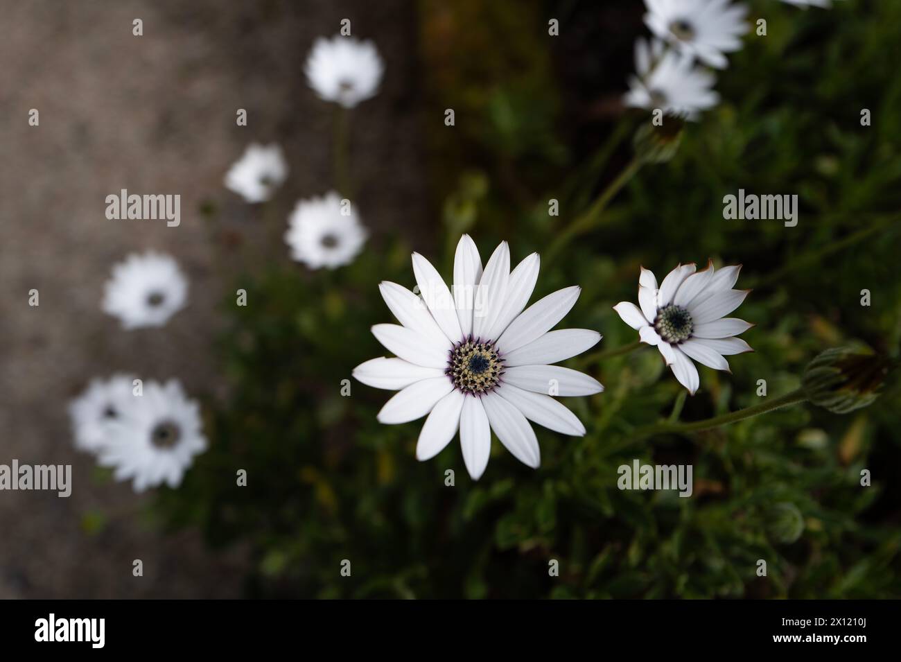 Trewidden Gardens Penzance White Daisy Dimorphotheca Stock Photo - Alamy