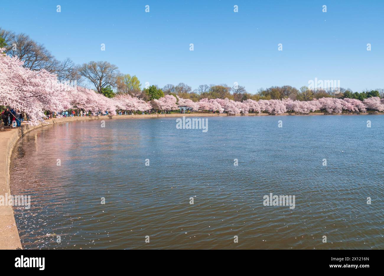 The Tidal Basin on the Mall at the National Cherry Blossom Festival in ...