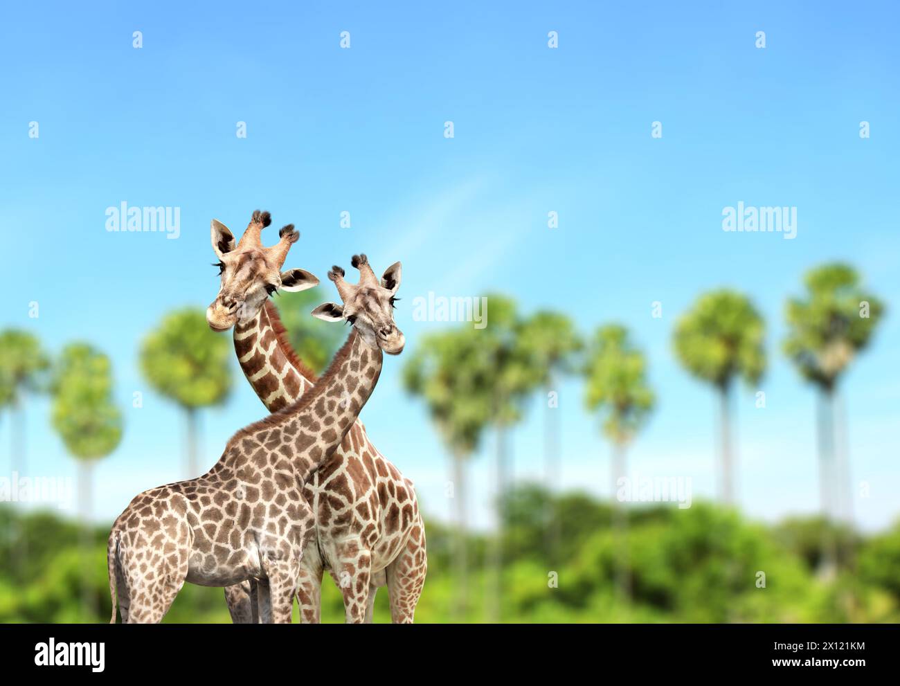 Two cute curiosity giraffes on summer landscape background. Couple of ...