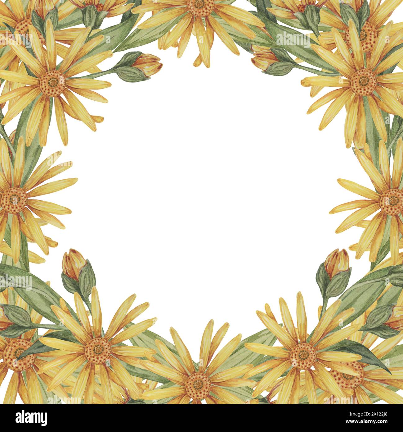 Arnica montana wreath, round frame. Watercolor, hand drawn wolfsbane ...