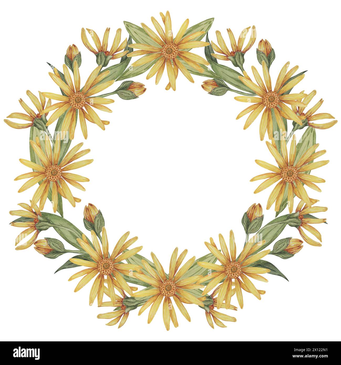 Arnica montana wreath, round frame. Watercolor, hand drawn wolfsbane ...