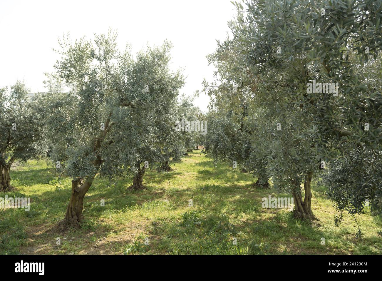 Olive grove turkey hi-res stock photography and images - Alamy