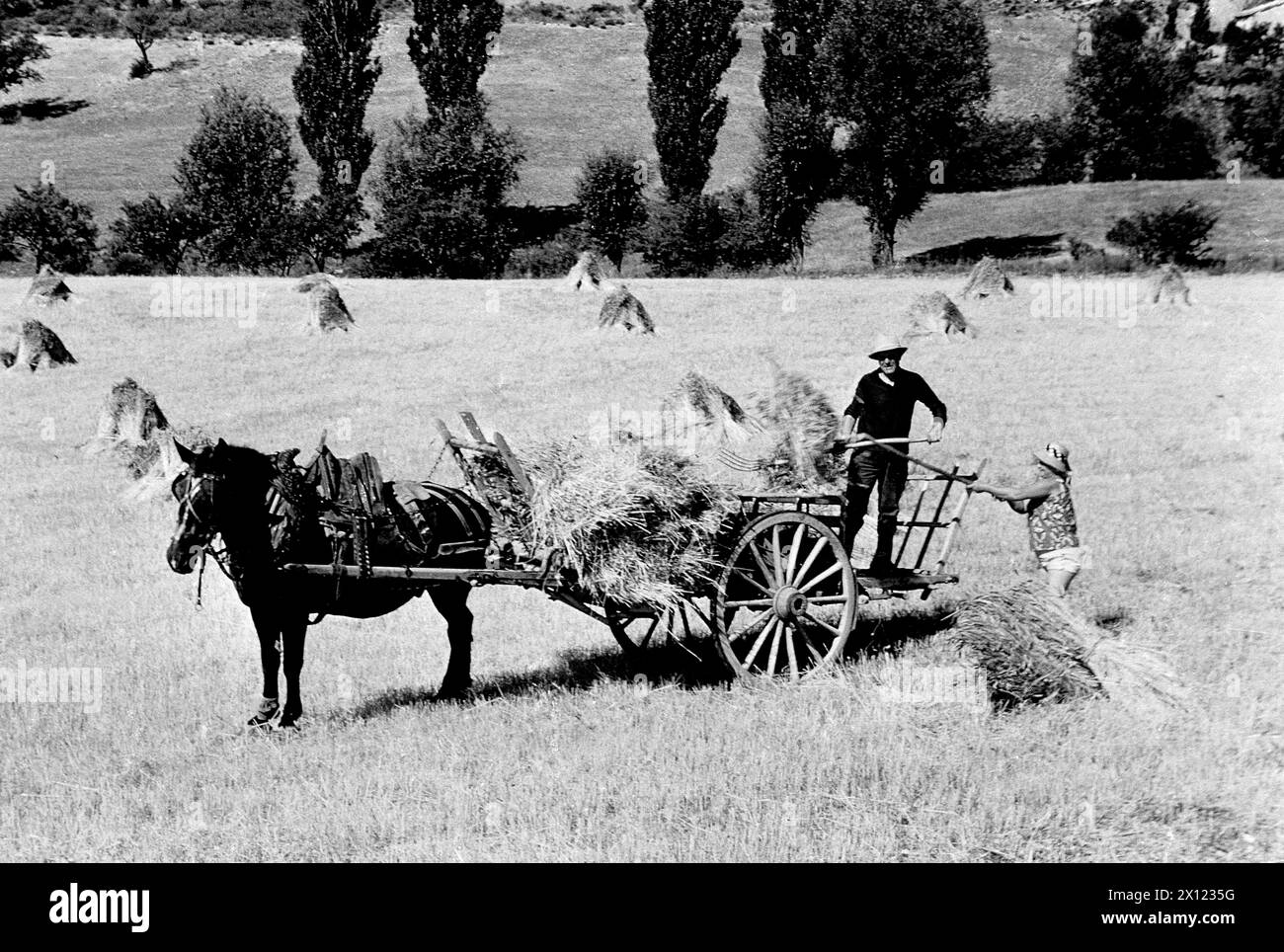 Hay Making Scene or Harvesting Hay with Wooden Haycart, Wagon, Waggon ...