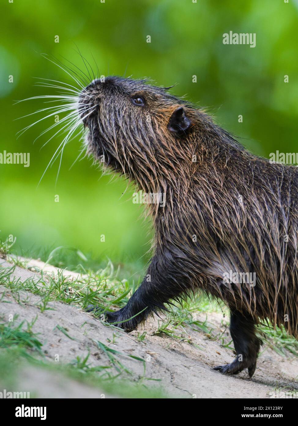 Myocastor coypus aka nutria or swamp rat is walking on the bank of ...