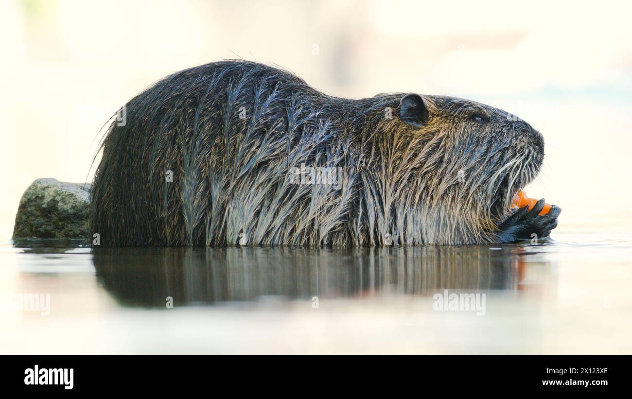 Myocastor coypus aka nutria or swamp rat is eating carrot in water ...