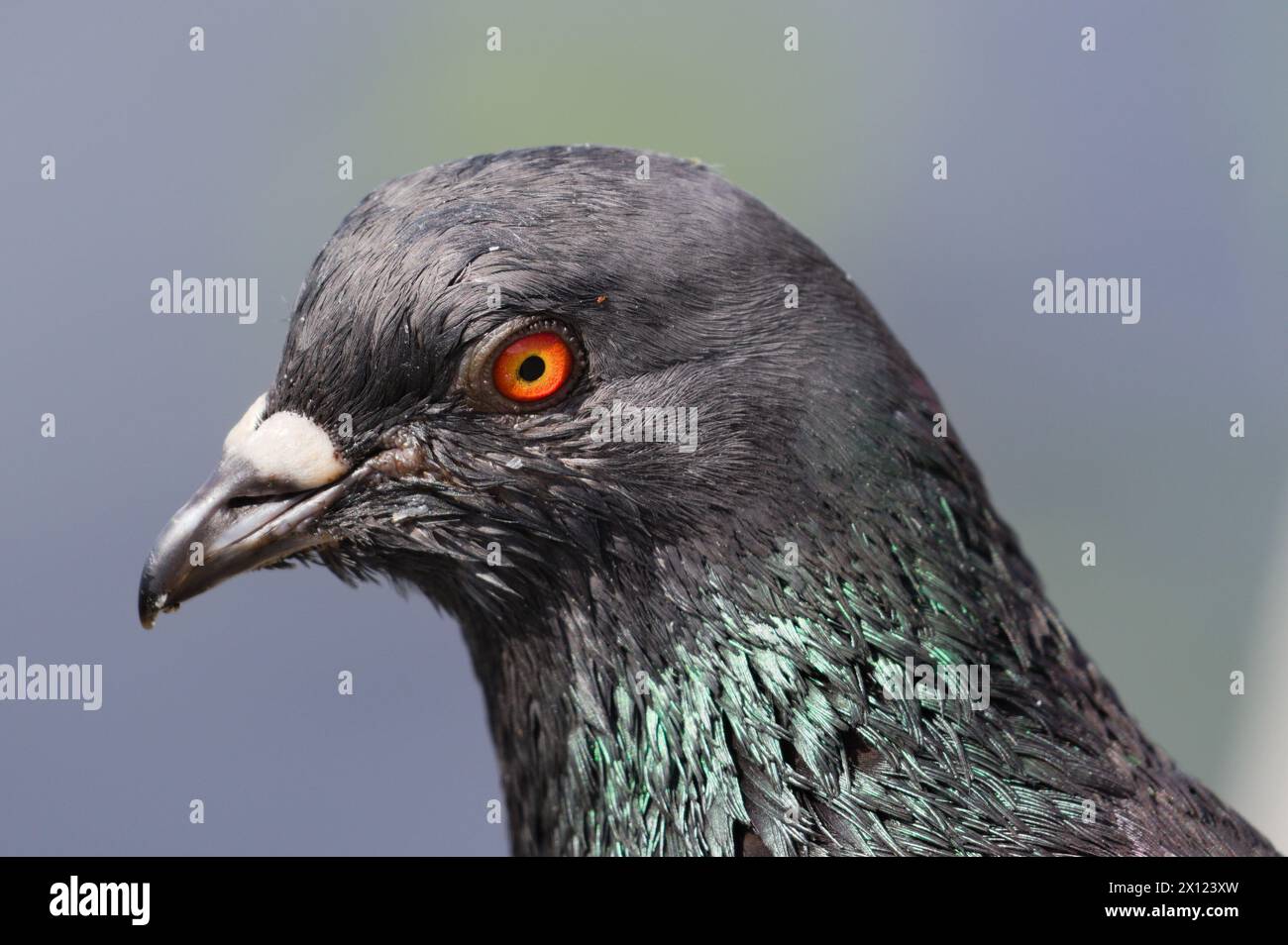 Columba livia aka pigeon (rock or domestic) close-up head portrait ...