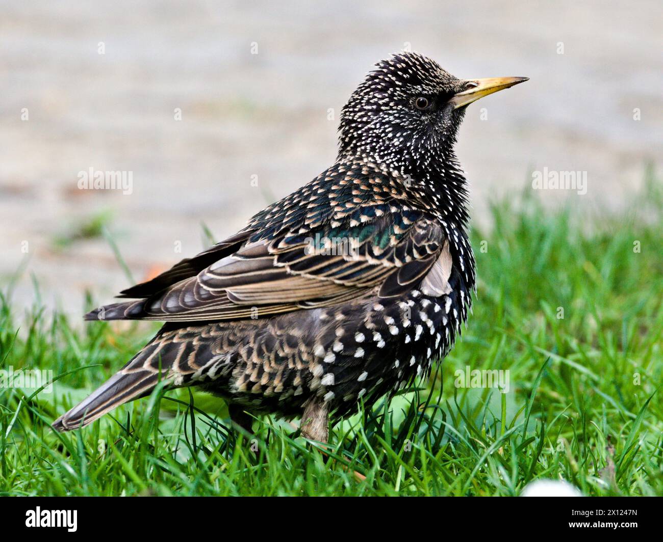 Sturnus vulgaris aka european starling in the grass. Common bird in ...