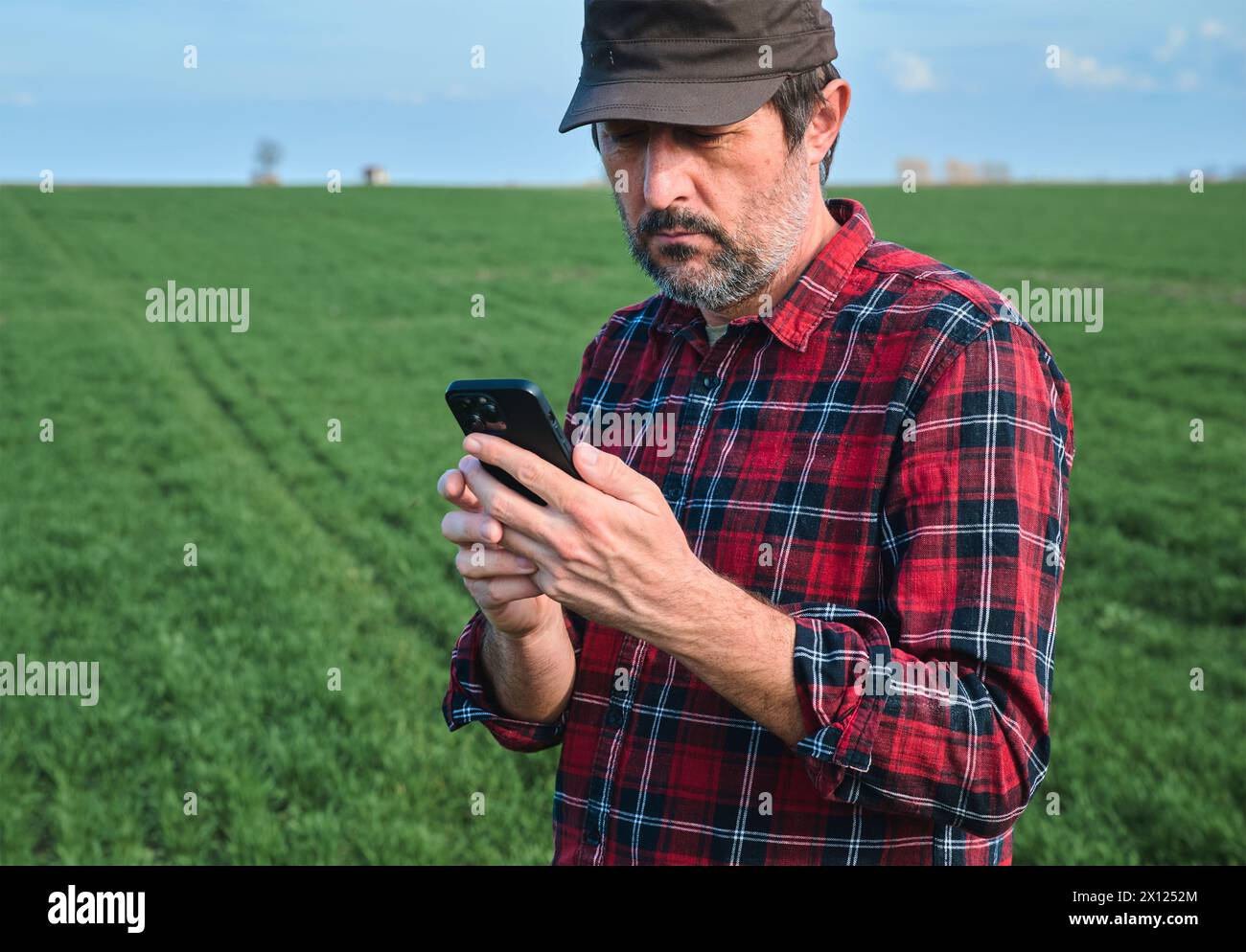 Farmer using mobile smartphone in wheat seedling field, smart farming ...