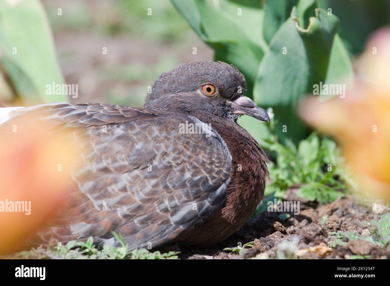 Lovely colorful Columba livia aka pigeon (rock or domestic). Most ...