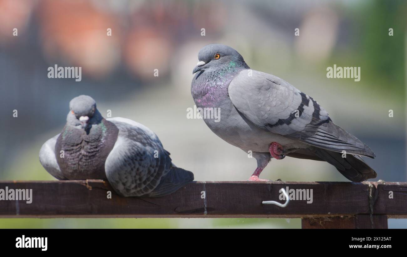 Lovely colorful Columba livia aka pigeon (rock or domestic) standing on ...