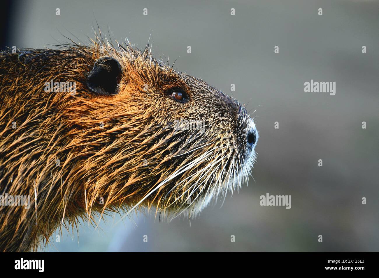 Myocastor coypus aka nutria or swamp rat. Close-up head portrait ...