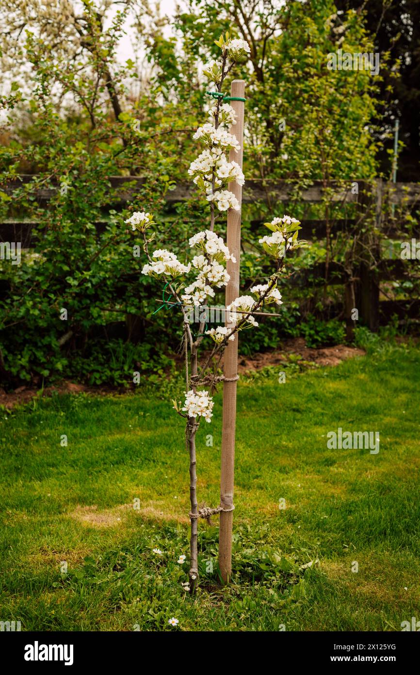 Young flowering tree in the garden. Spring flowering tree. Horticulture ...