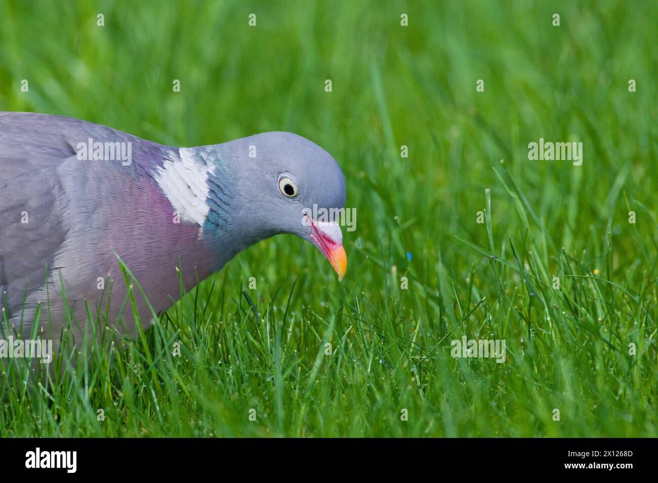 Columba palumbus aka Common Wood Pigeon is hunting worms in the grass ...