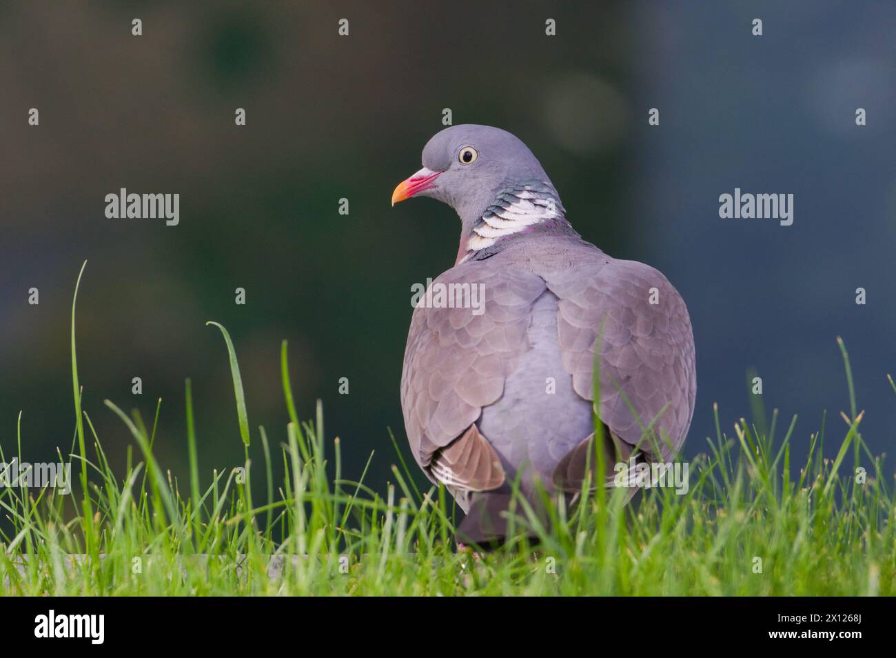 Columba palumbus aka Common Wood Pigeon portrait. Common bird of czech ...