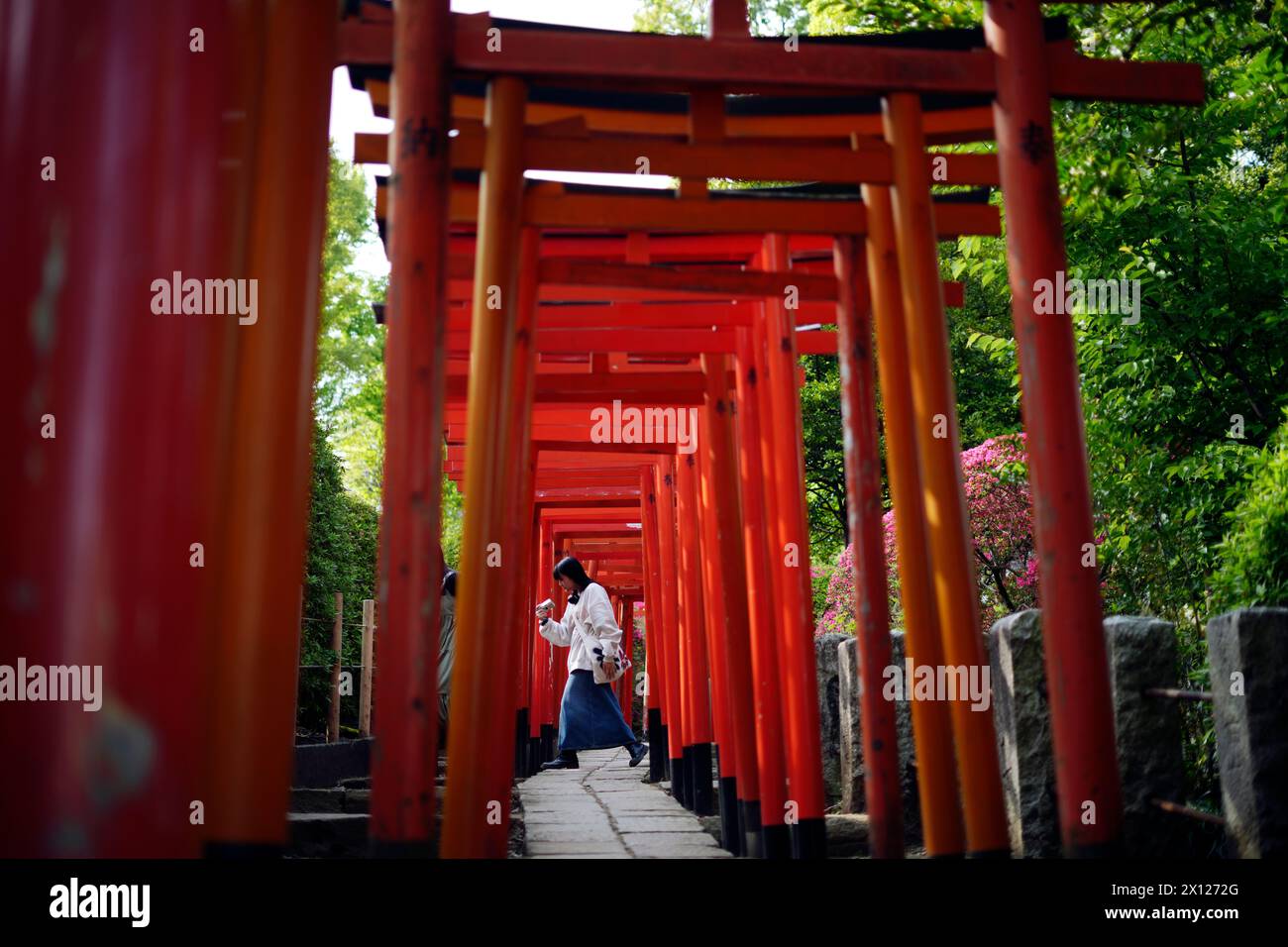 A visitor walks through a path lined of small shrine arches, or "Torii ...