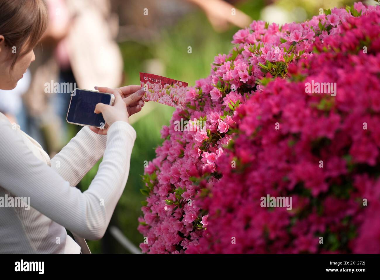 A visitor takes photos of azalea blossoms at Nezu Shrine on a mild ...