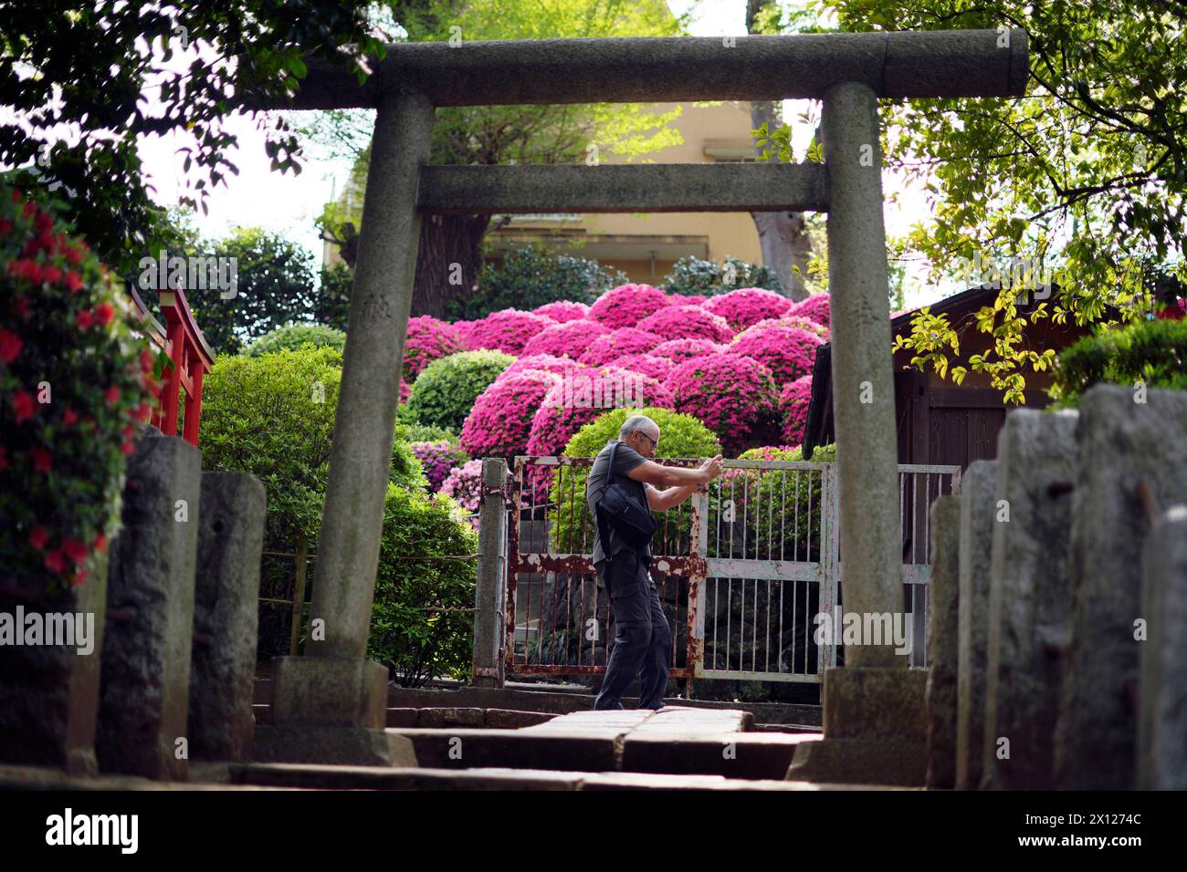 A visitor takes photos azalea blossoms at Nezu Shrine on a mild spring ...
