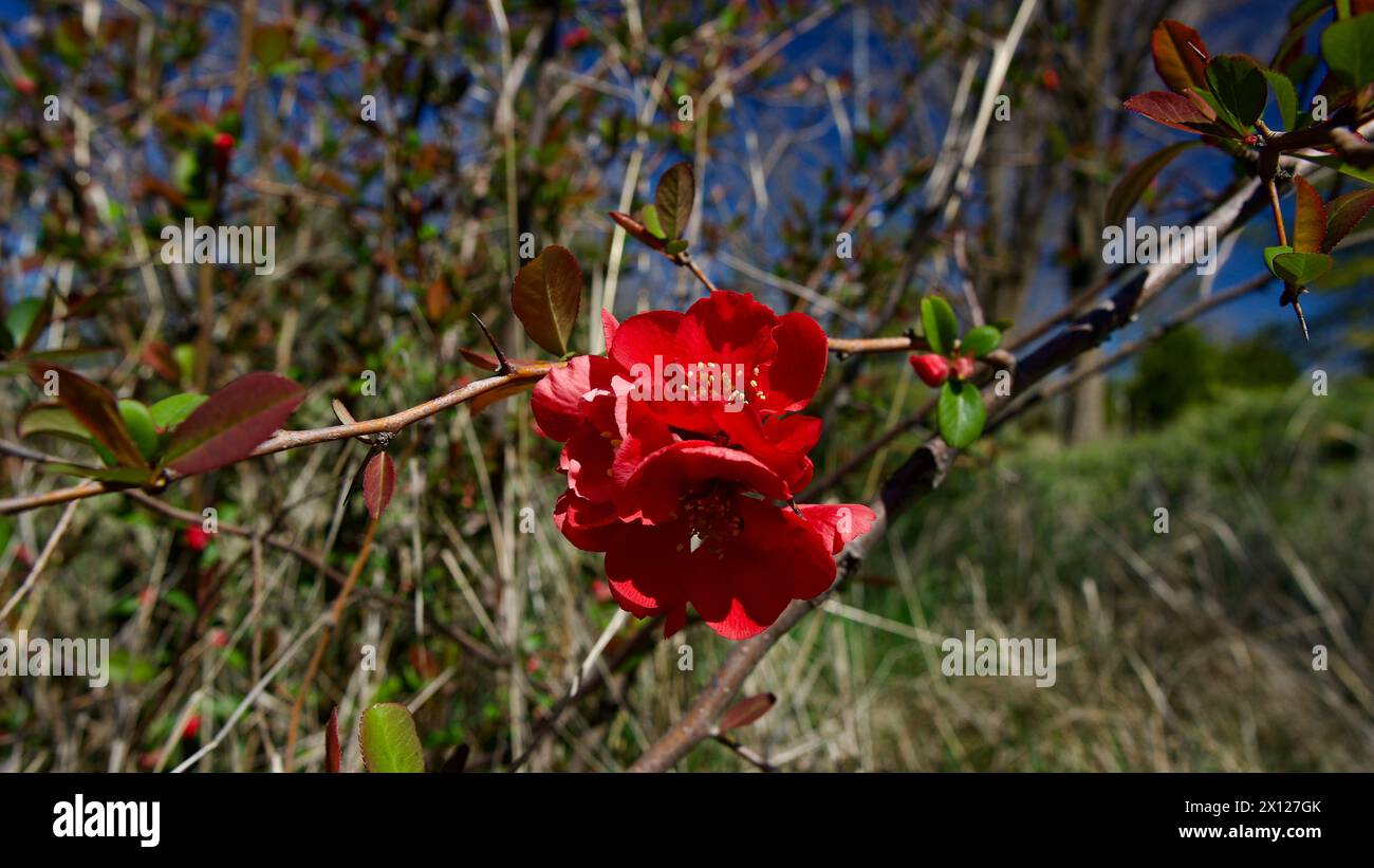 shrubs blooming in spring. The first flowers and seeds of the Japanese ...