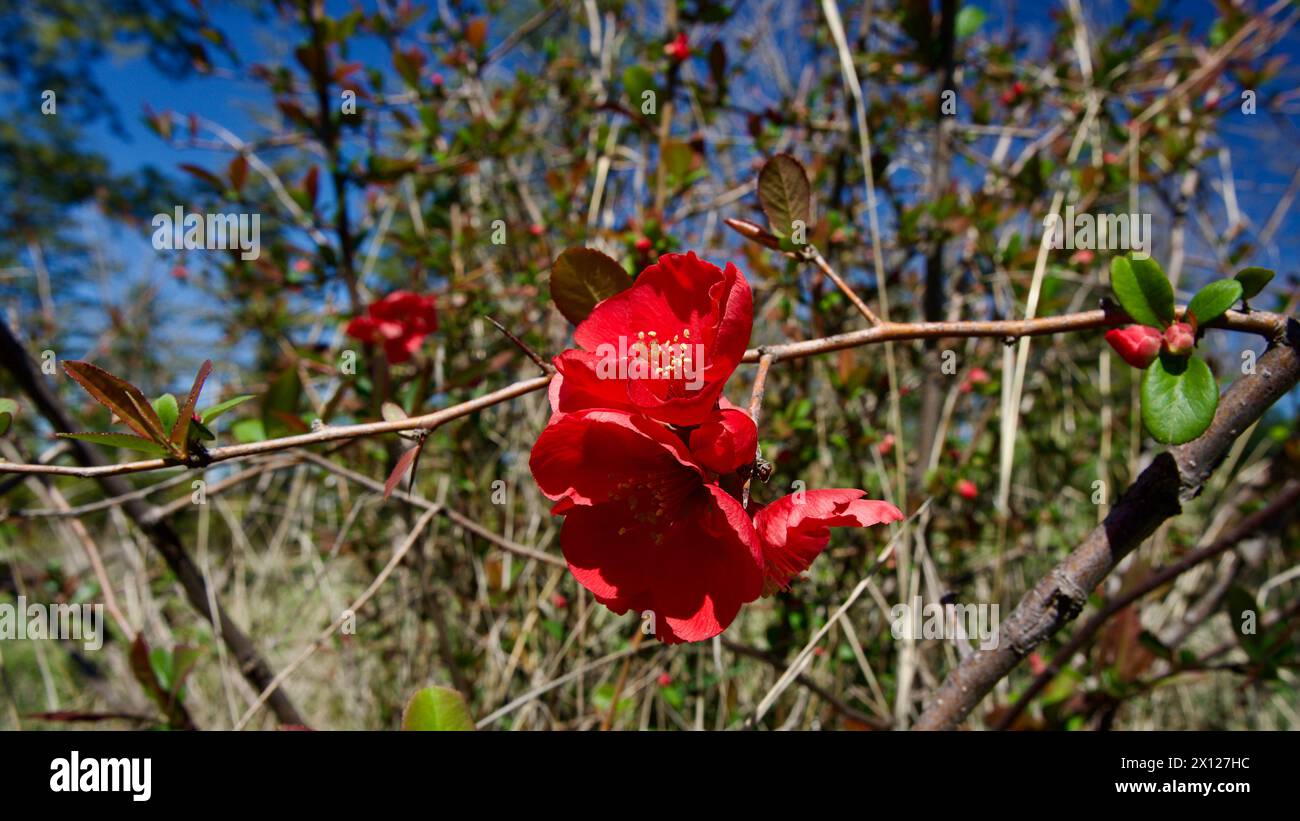 shrubs blooming in spring. The first flowers and seeds of the Japanese ...