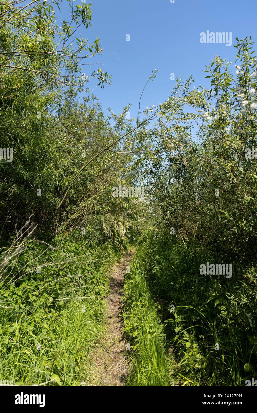 flying in the sky white fluff from willow in spring, flowering willow ...