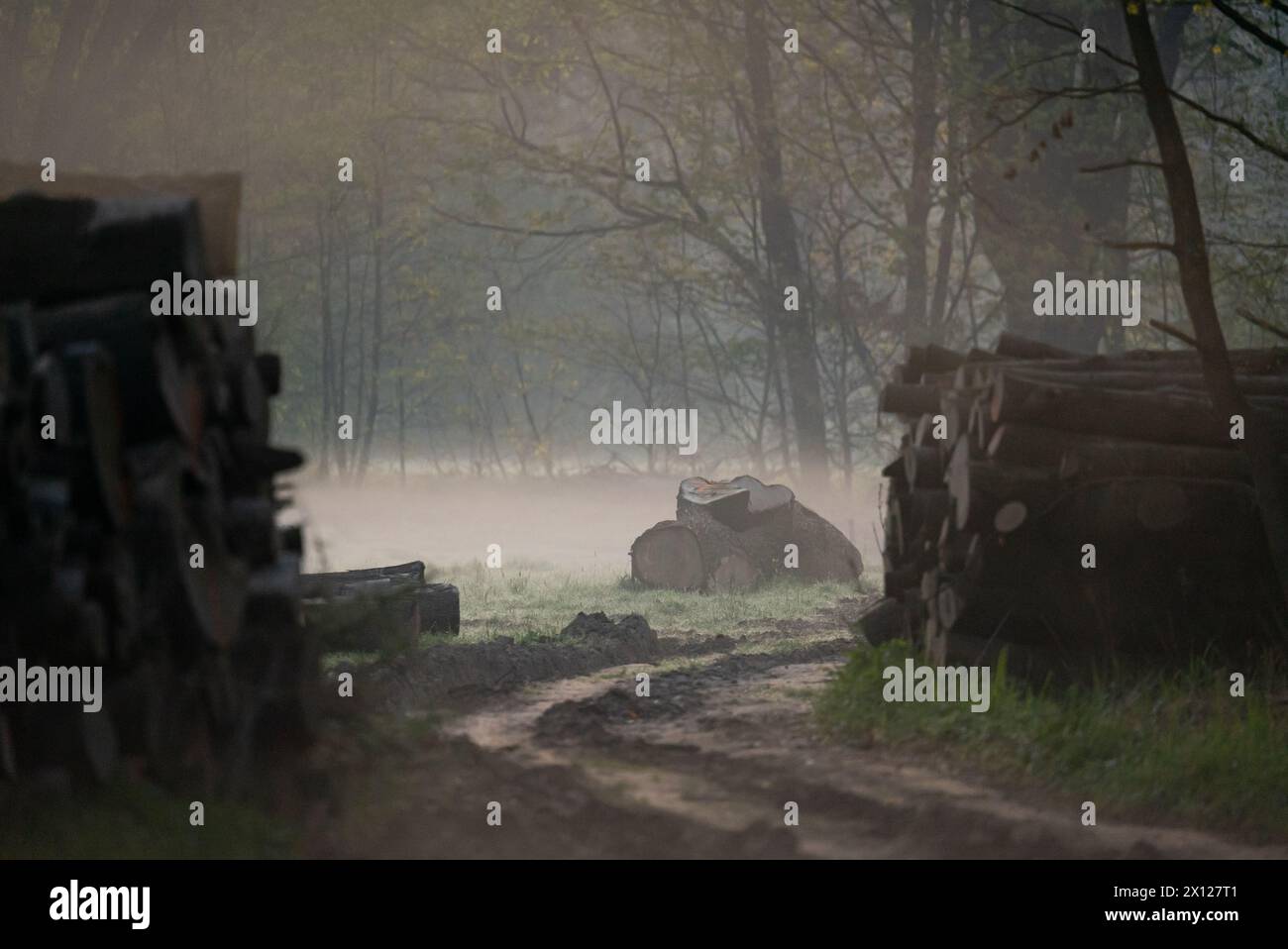 Tree cutting in park hi-res stock photography and images - Alamy