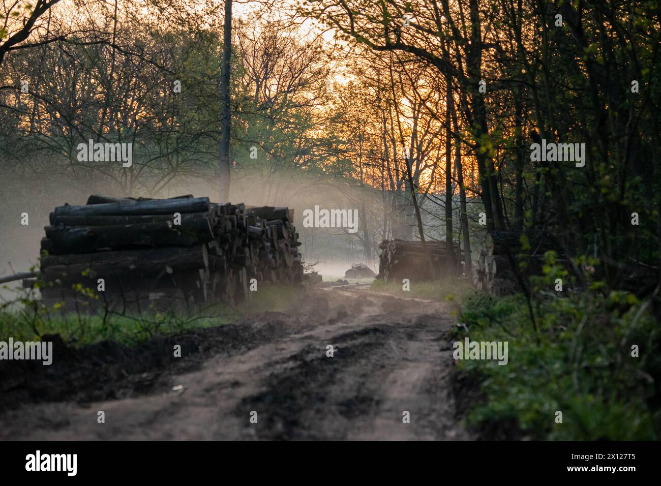 Cutting down trees in parks and forests Stock Photo - Alamy
