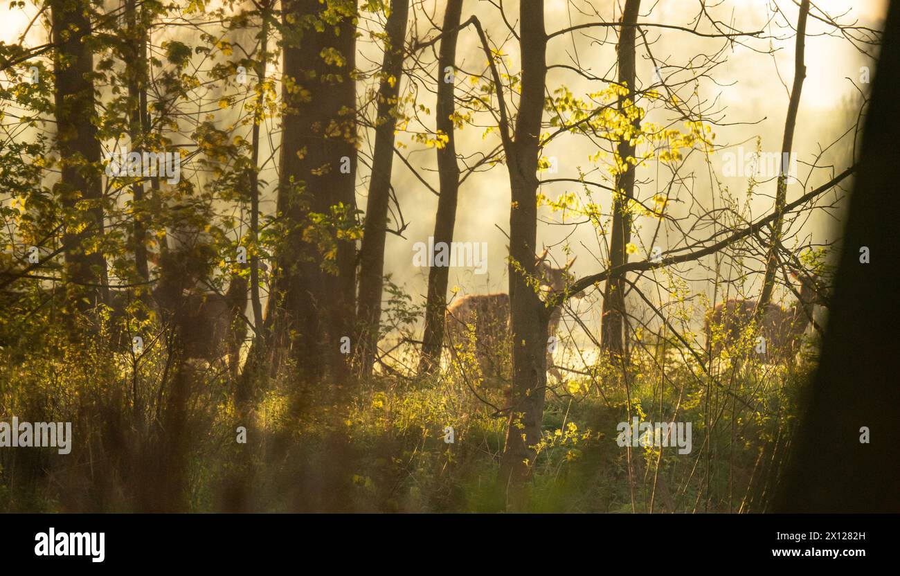 nest construction, birds, wings, feathers, ornithology, nest protection ...