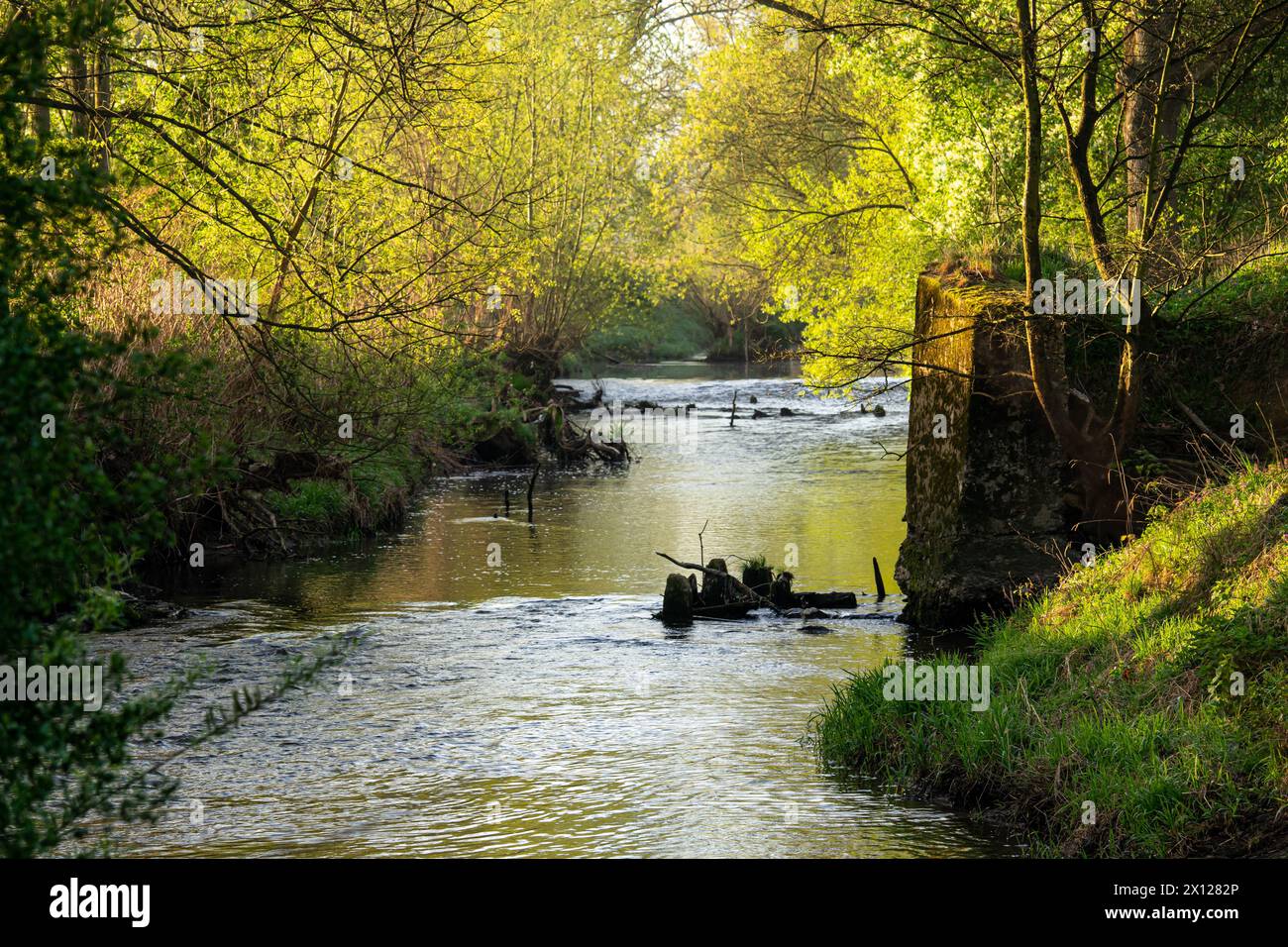 river landscape, stick in the water Stock Photo - Alamy