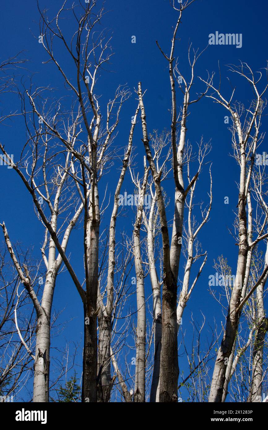 Dried trees in front of the blue sky. Pine and maple trees drying out ...