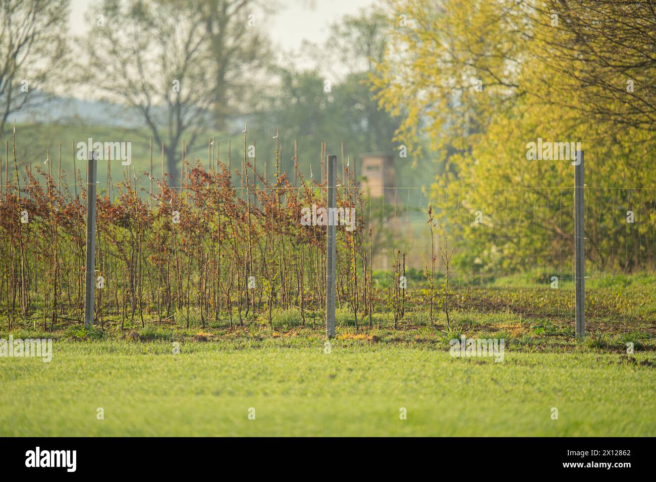 hunting pulpit for hunting - landscape Stock Photo - Alamy