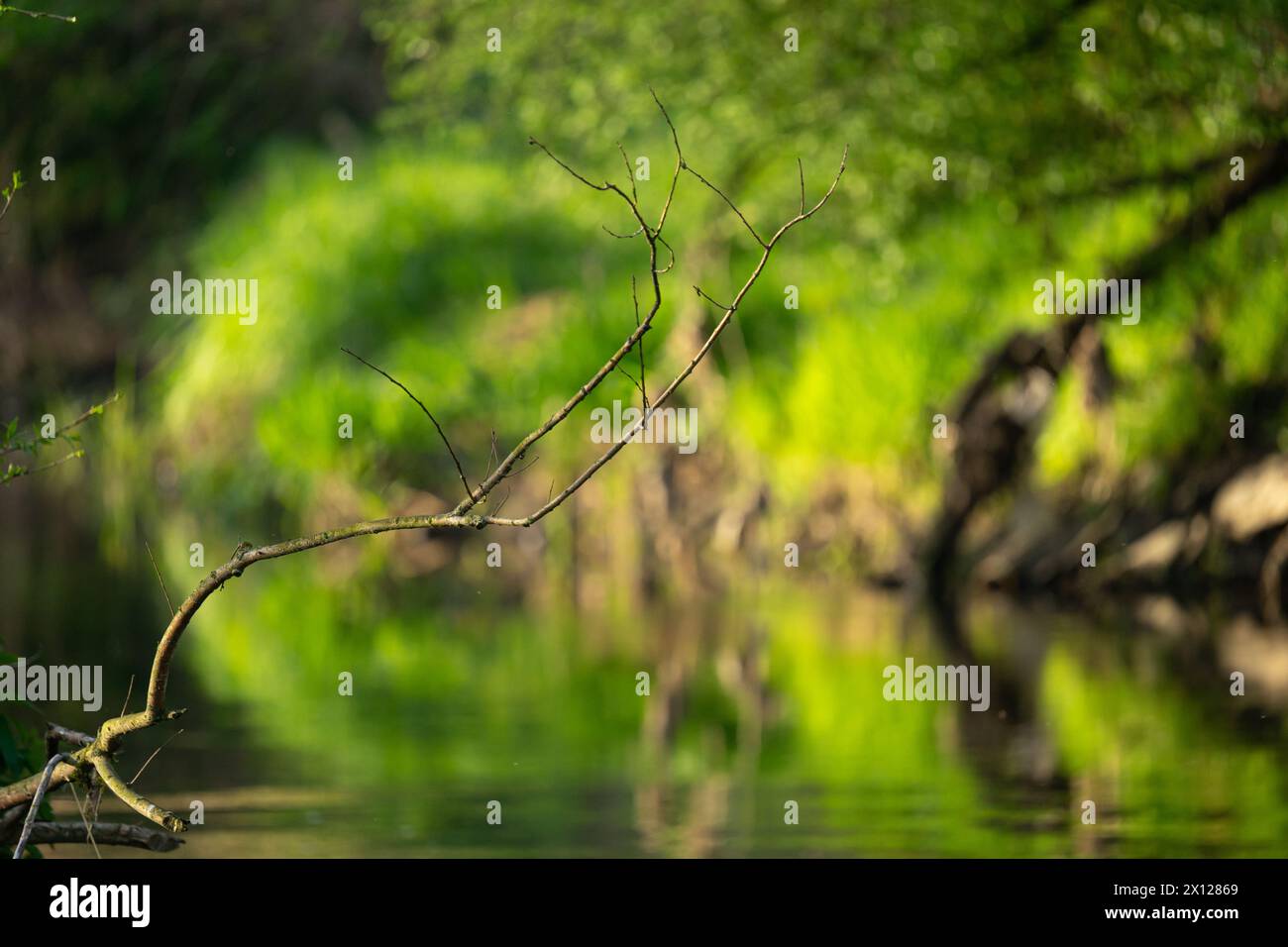 river landscape, stick in the water Stock Photo - Alamy