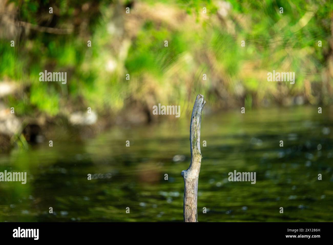 river landscape, stick in the water Stock Photo - Alamy