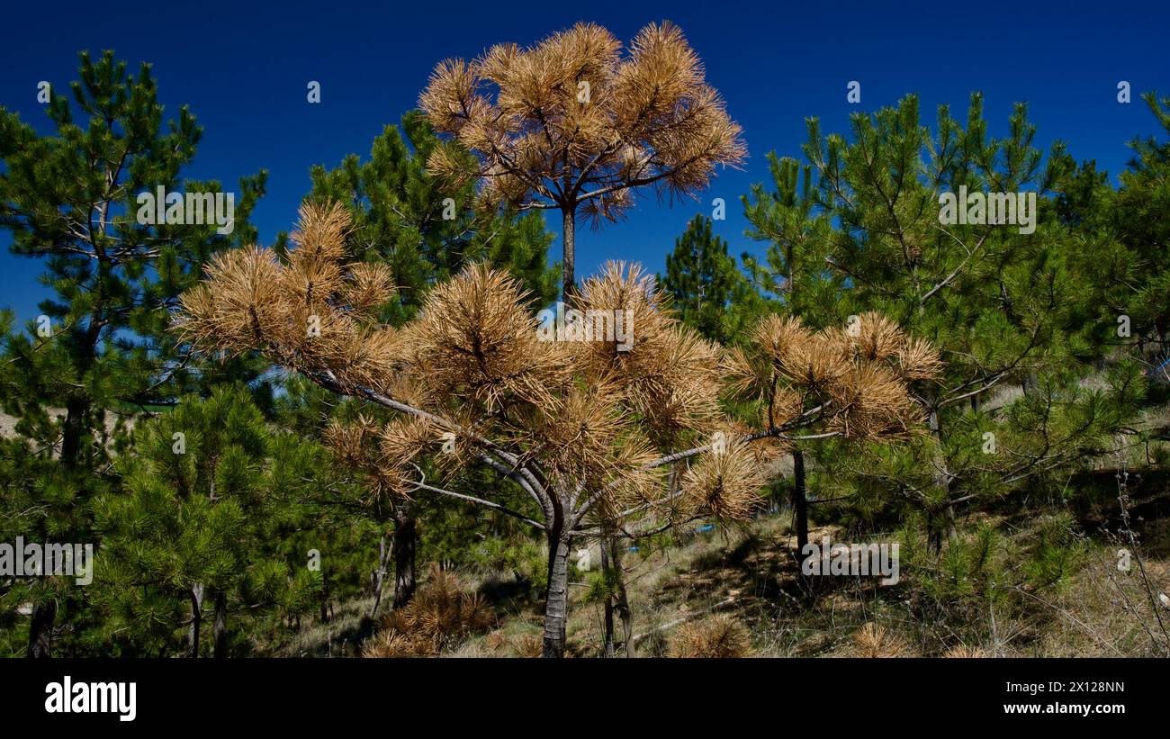 Dried trees in front of the blue sky. Pine and maple trees drying out ...