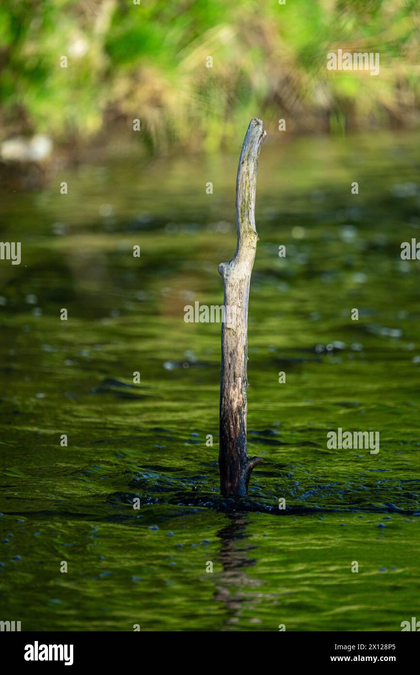 river landscape, stick in the water Stock Photo - Alamy