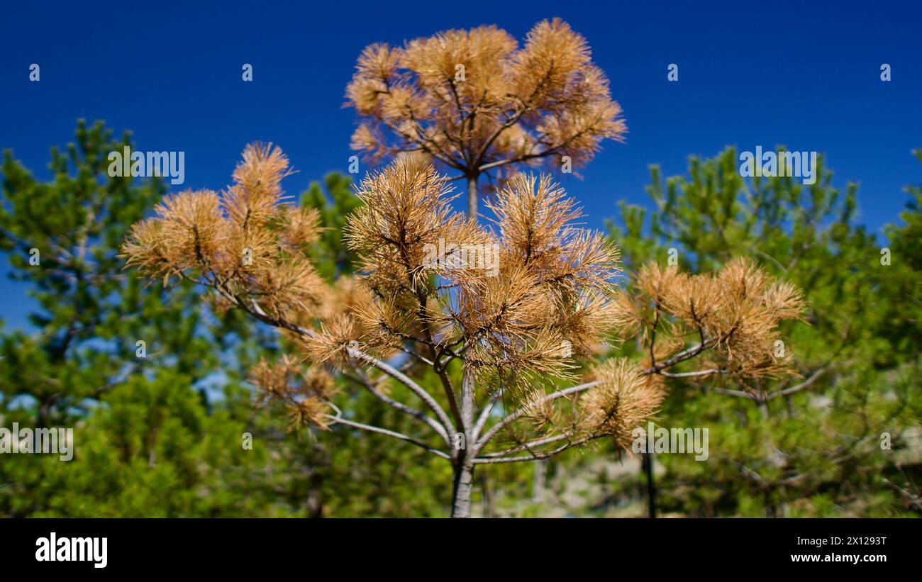 Dried trees in front of the blue sky. Pine and maple trees drying out ...
