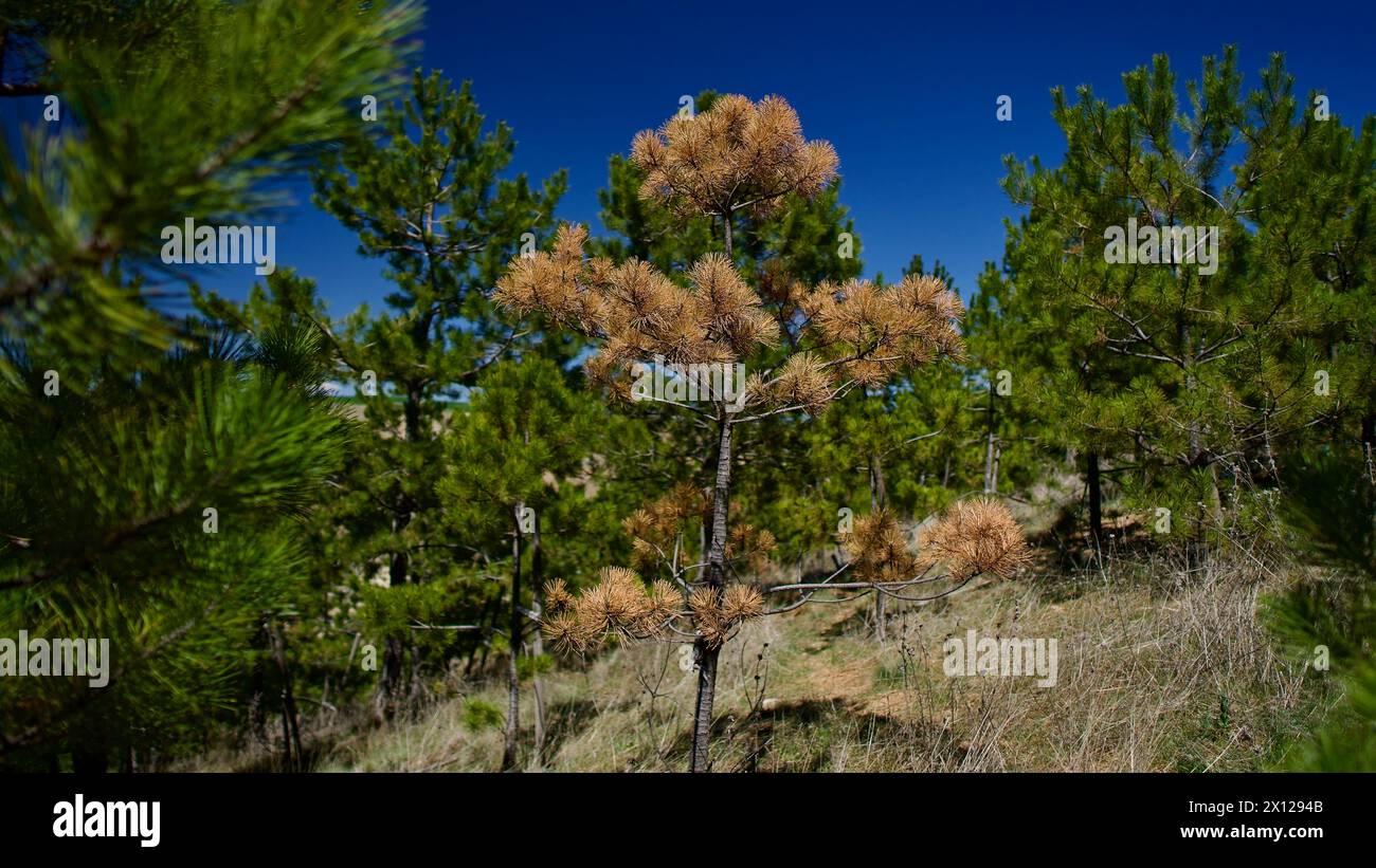 Dried trees in front of the blue sky. Pine and maple trees drying out ...