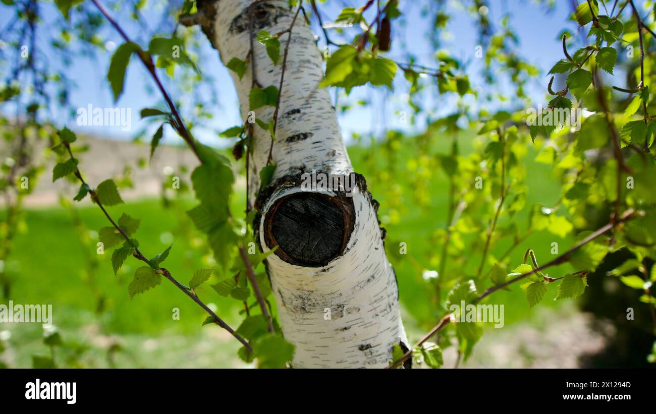 Trees blooming in spring. The first flowers and seeds of different ...