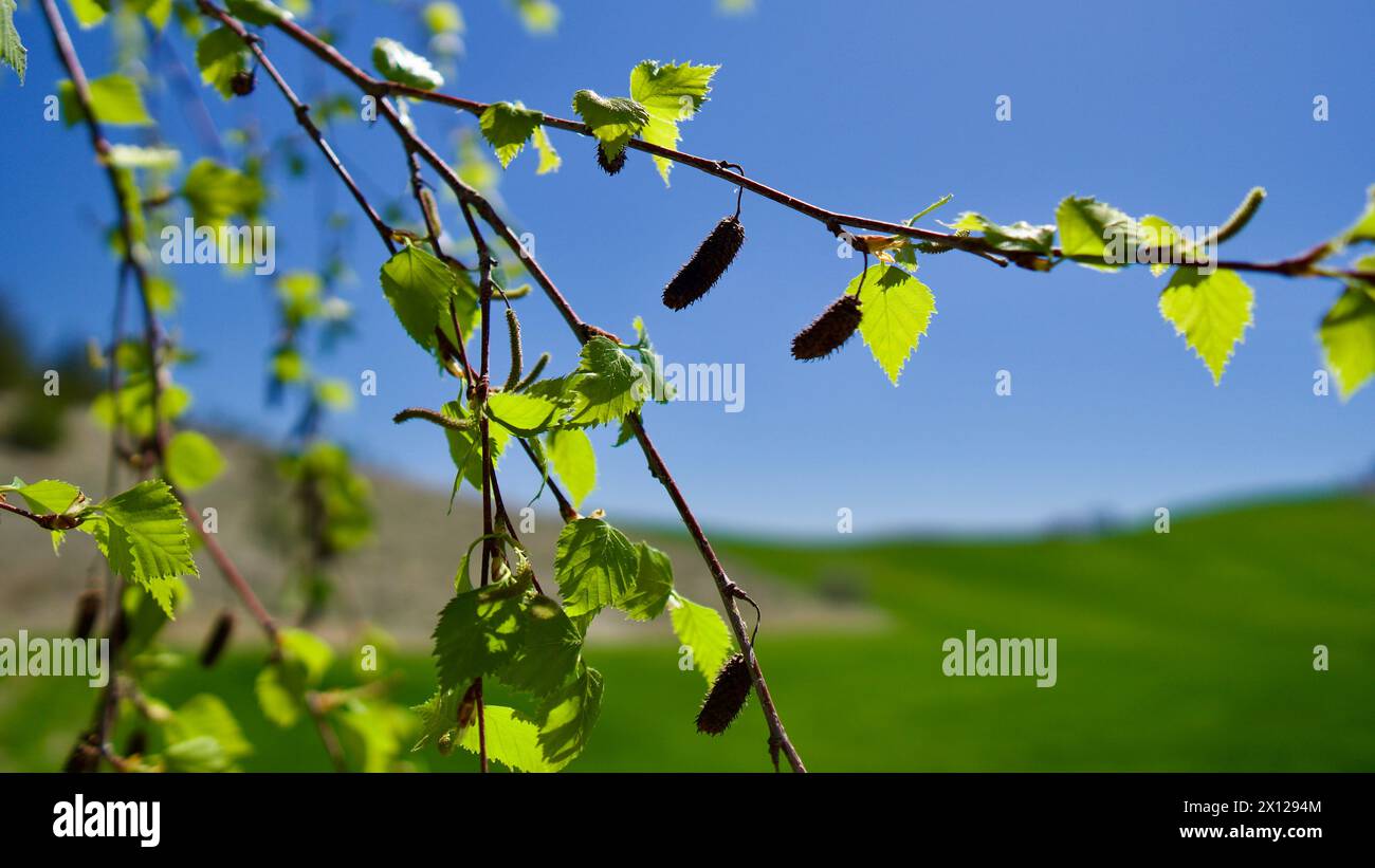 Trees blooming in spring. The first flowers and seeds of different ...