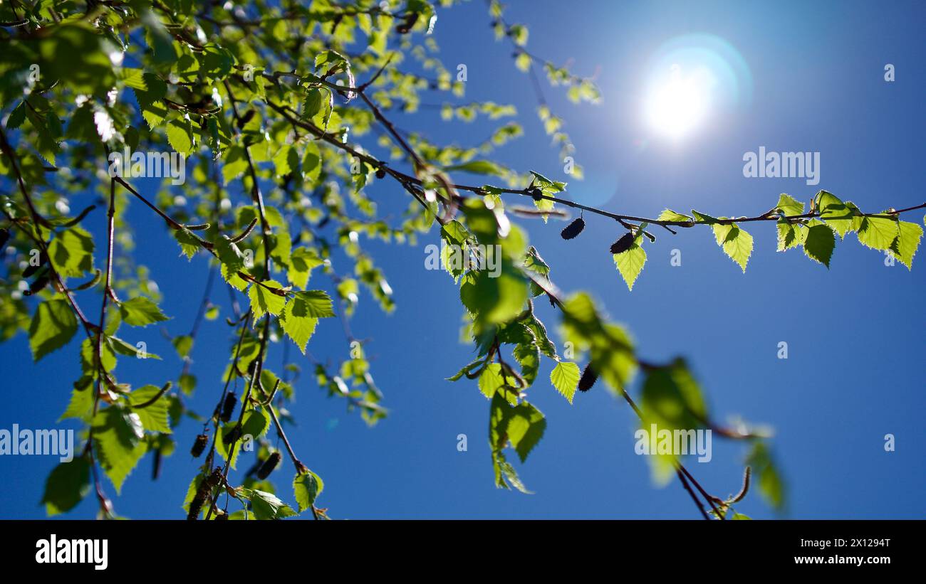 Trees blooming in spring. The first flowers and seeds of different ...
