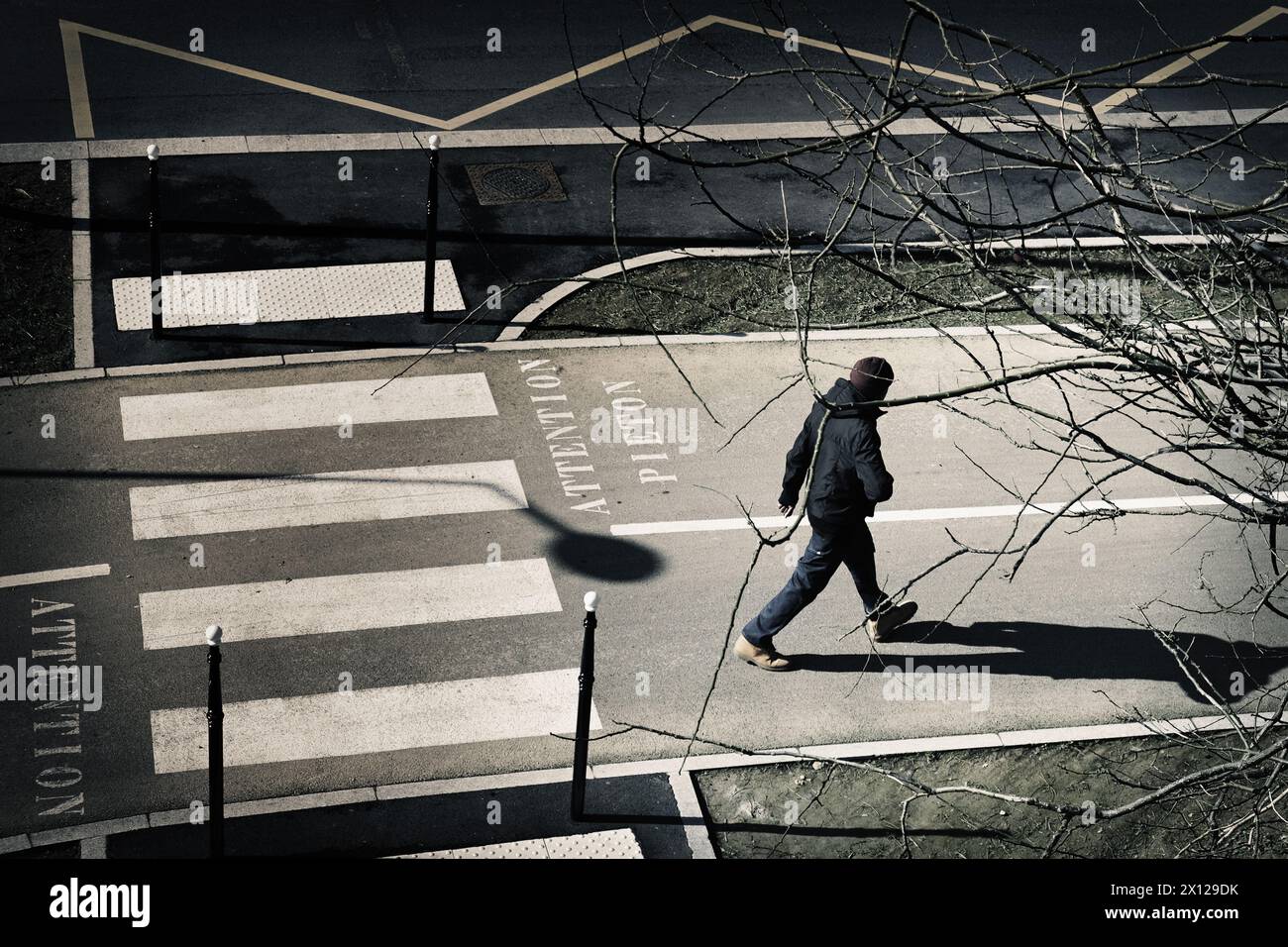 Street photography with a man walking downtown on the crosswalk in ...