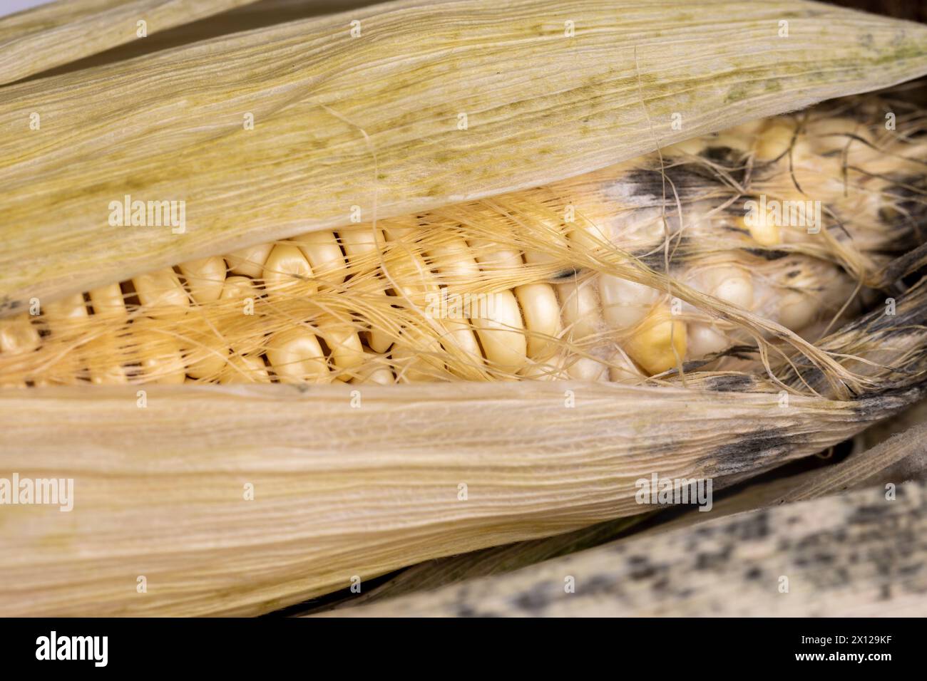 Old moldy corn cobs close-up, old spoiled sweet ripe corn food Stock ...