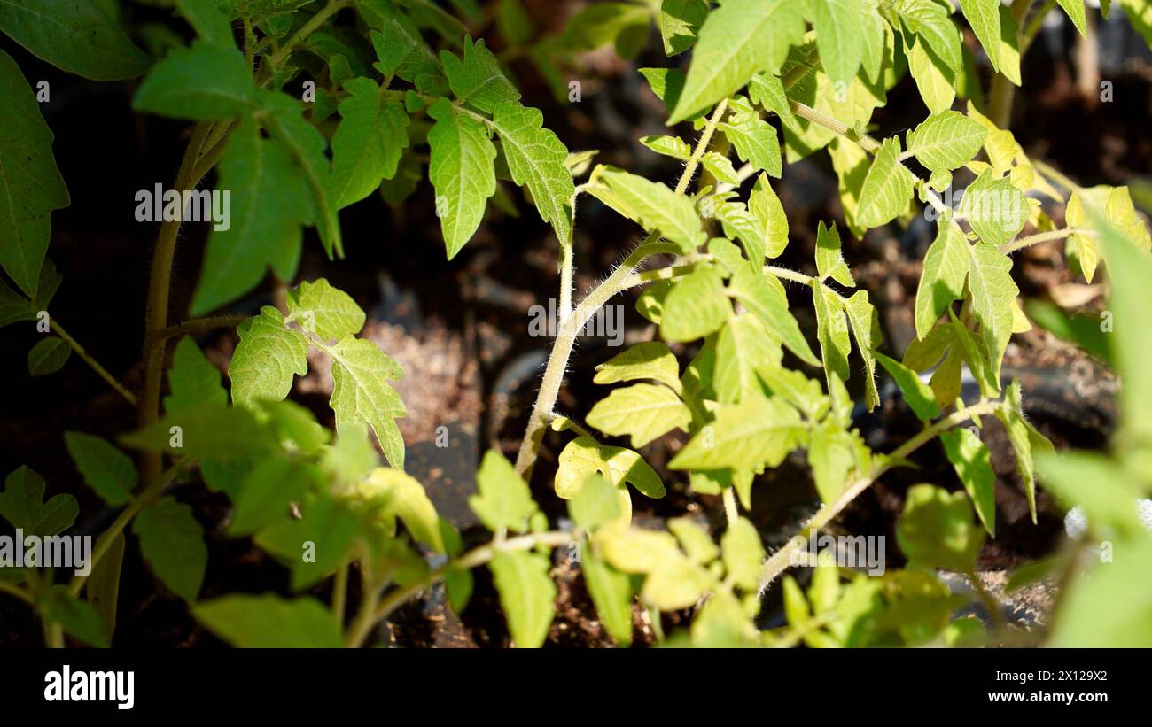 Many green tomato plants in seedling tray on table Stock Photo - Alamy