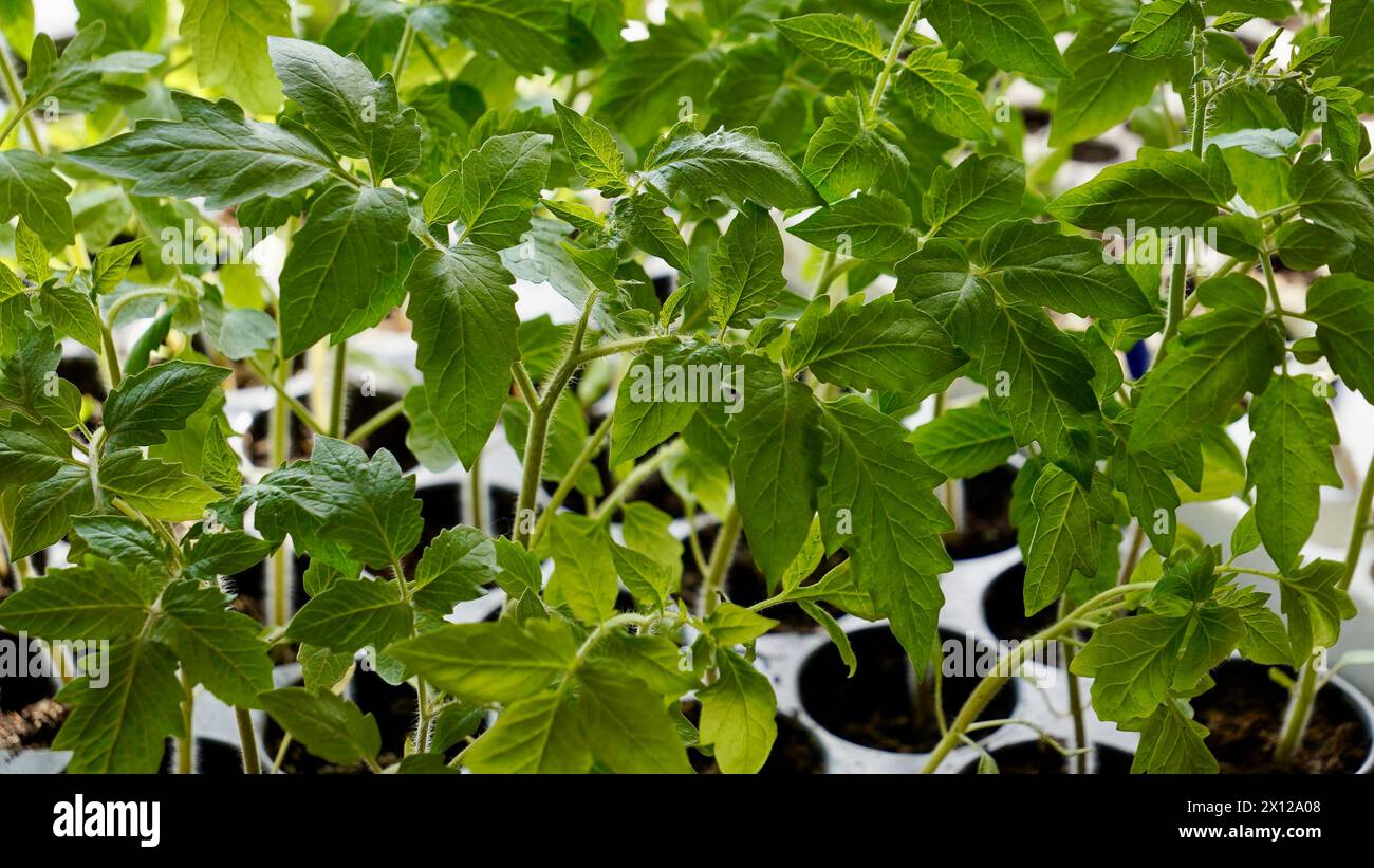 Many green tomato plants in seedling tray on table Stock Photo - Alamy