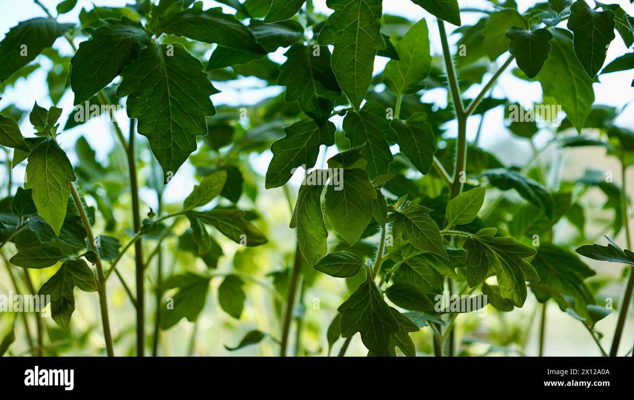 Many green tomato plants in seedling tray on table Stock Photo - Alamy