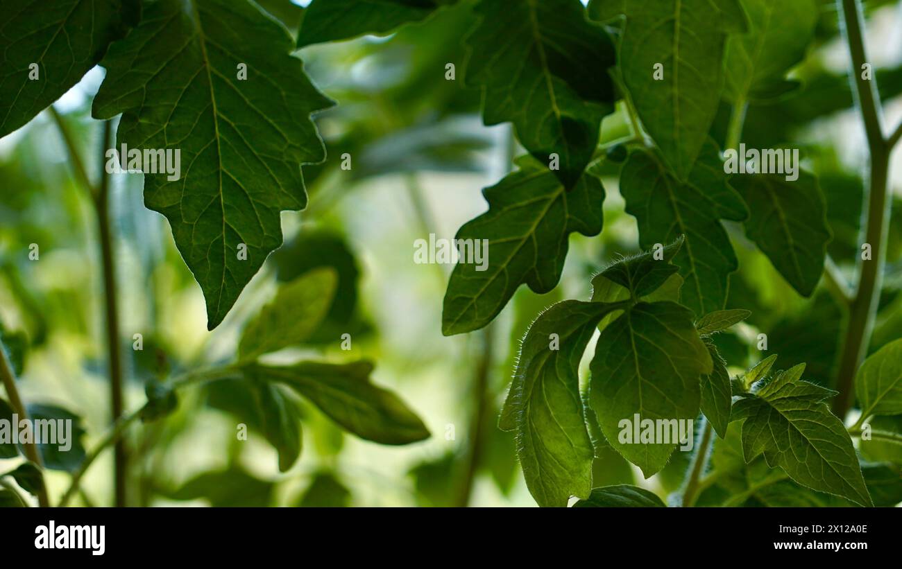 Many green tomato plants in seedling tray on table Stock Photo - Alamy